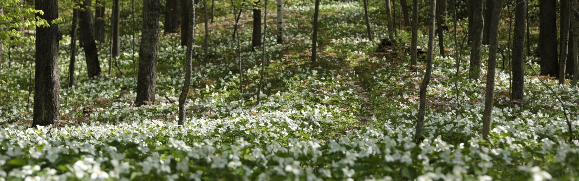 Spring Trails in Petoskey Area - Petoskey Area